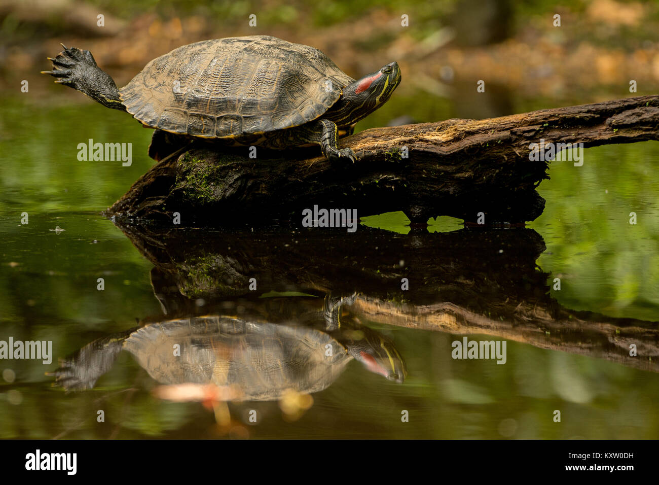 Plie hi-res stock photography and images - Alamy
