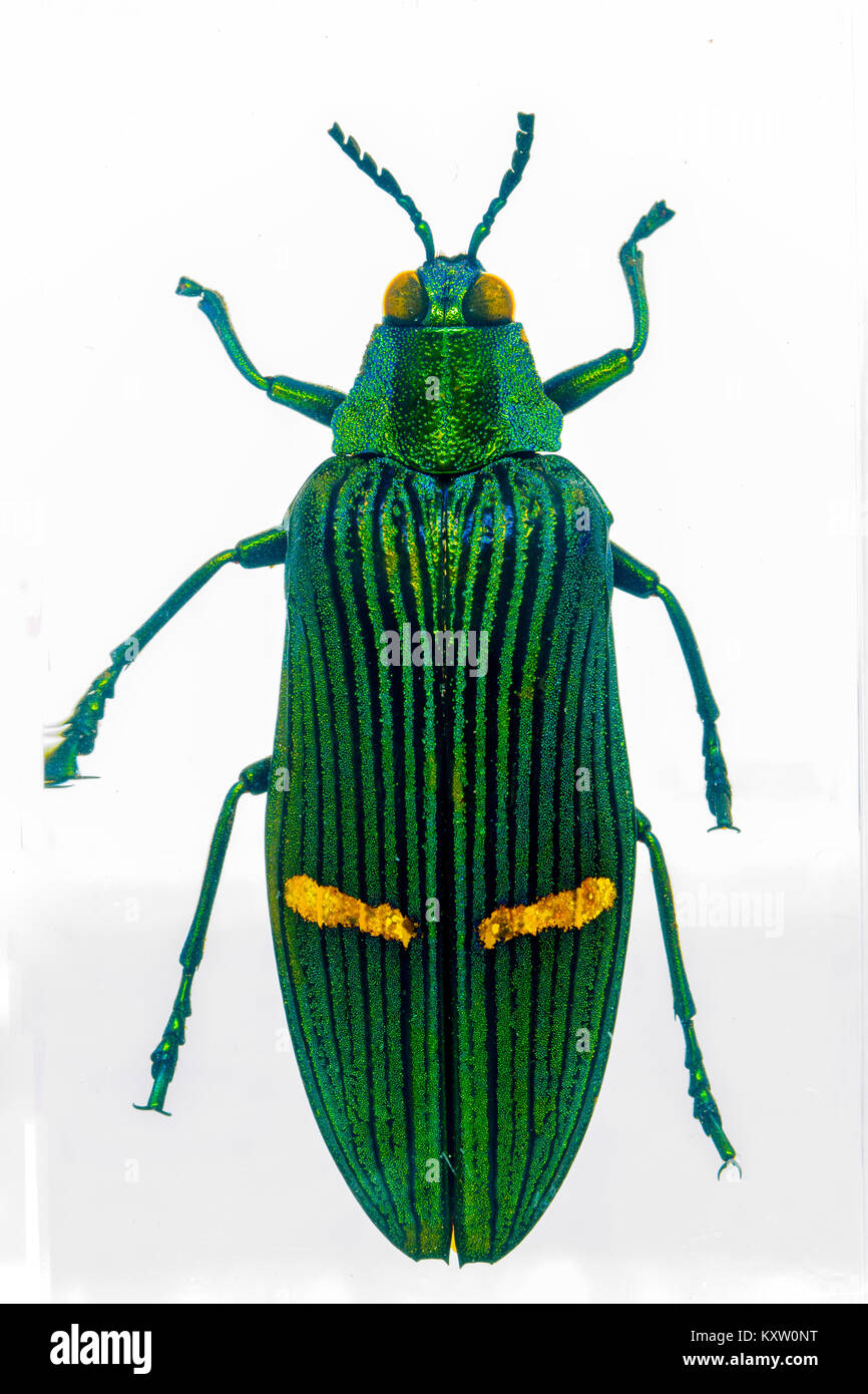 Jewel beetle hi-res stock photography and images - Alamy