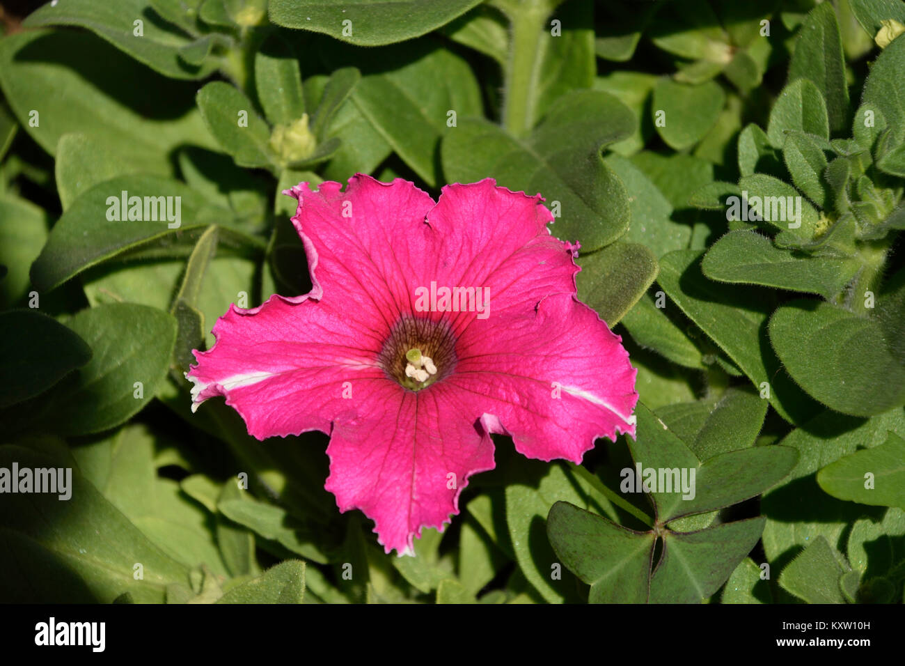 Incredible flowers of india hi-res stock photography and images - Alamy