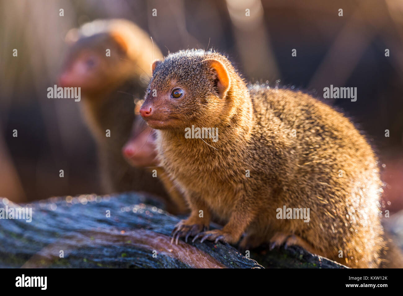 Trio of Common dwarf mongoose stare away from the camera as they look ...