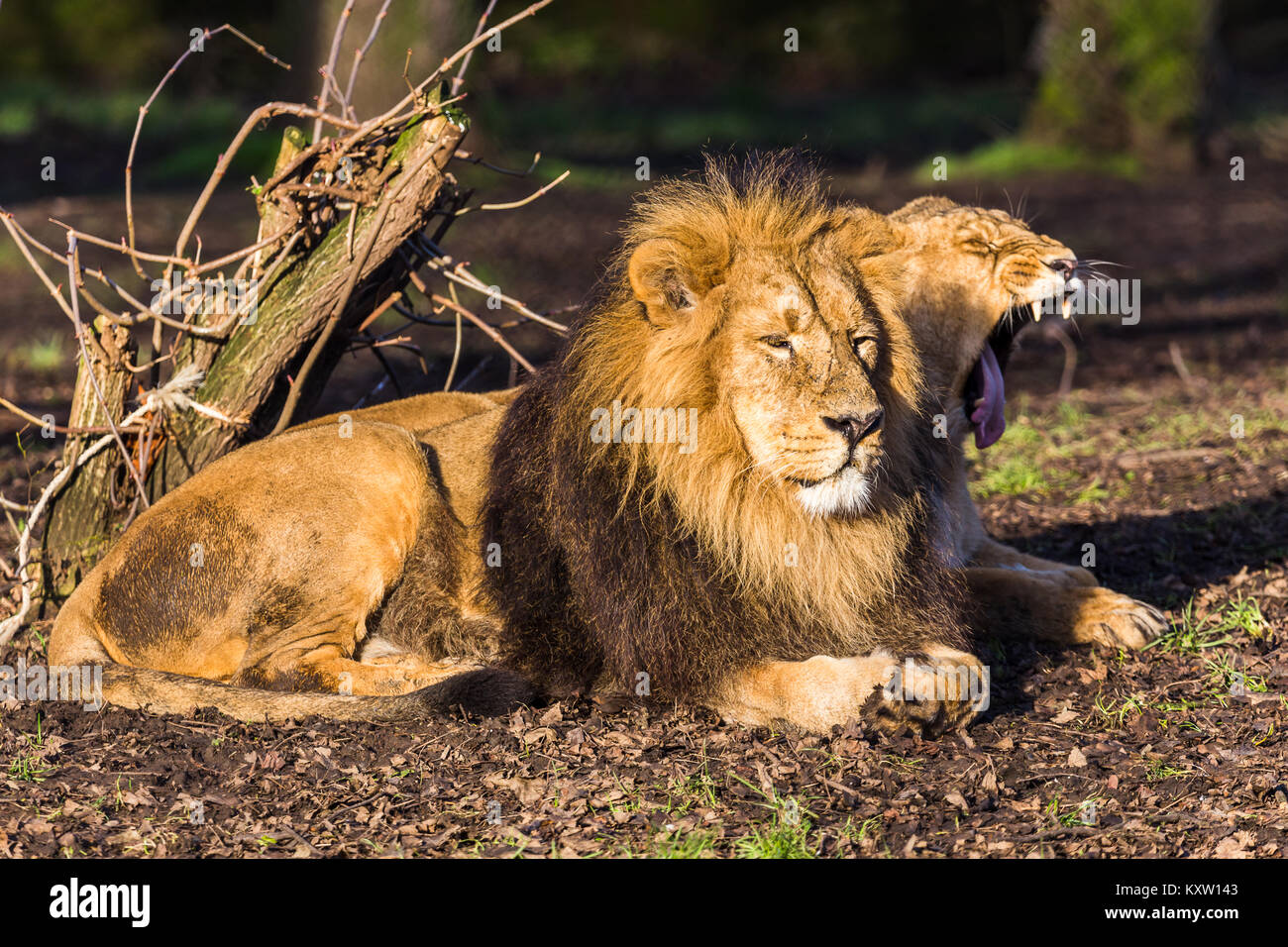 Asiatic lion pair laze in the early morning sunshine Stock Photo - Alamy
