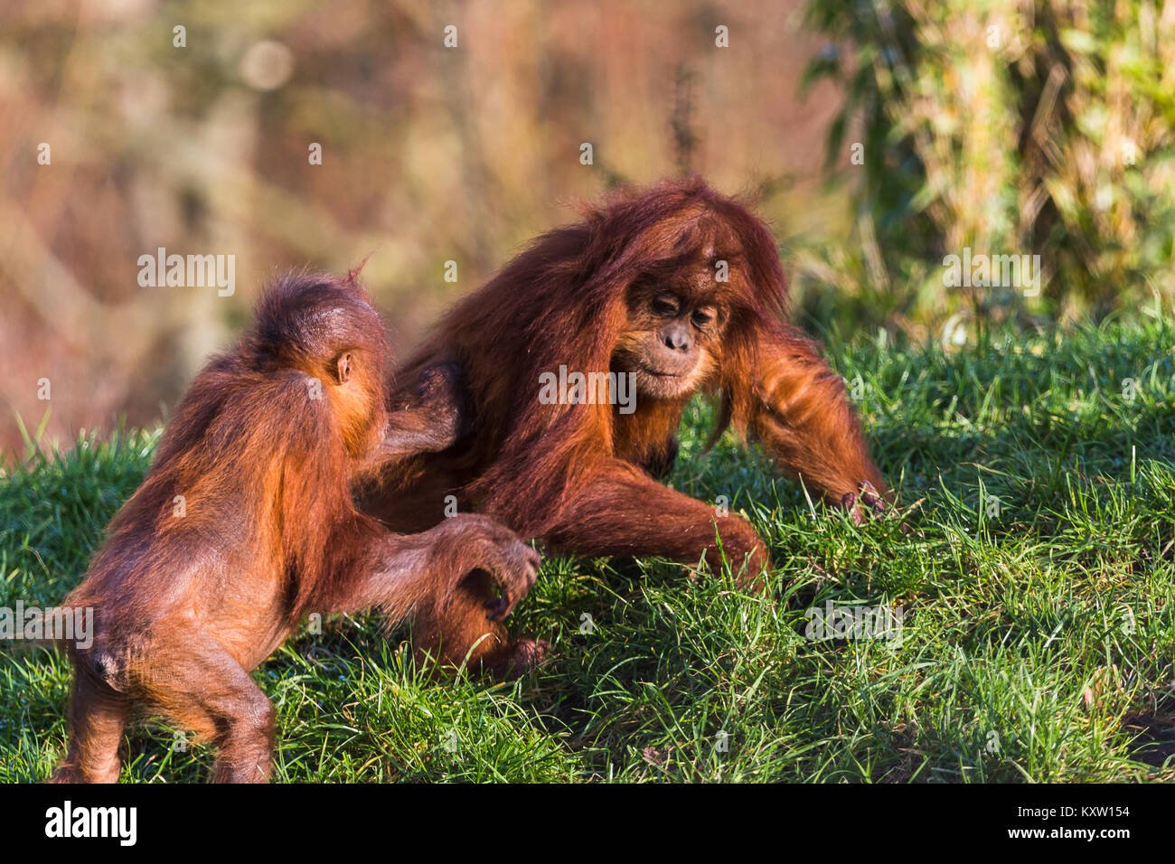 A young pair of Sumatran Orangutans play together on a hilly grassland ...