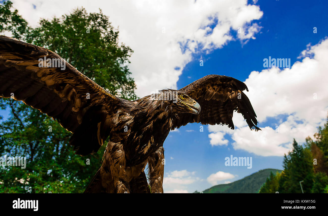 The eagle flapped its wings Stock Photo - Alamy