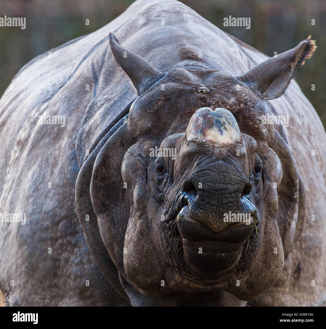 Greater one horned rhinoceros hi-res stock photography and images - Alamy