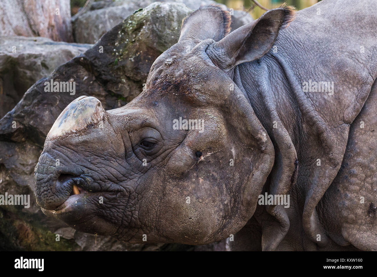 Side on view of a greater one-horned rhinoceros as it passes by Stock ...