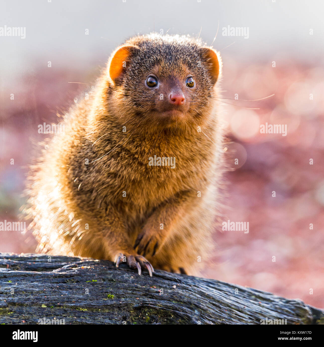 A Common dwarf mongoose backlit by the low winter sunshine as it ...