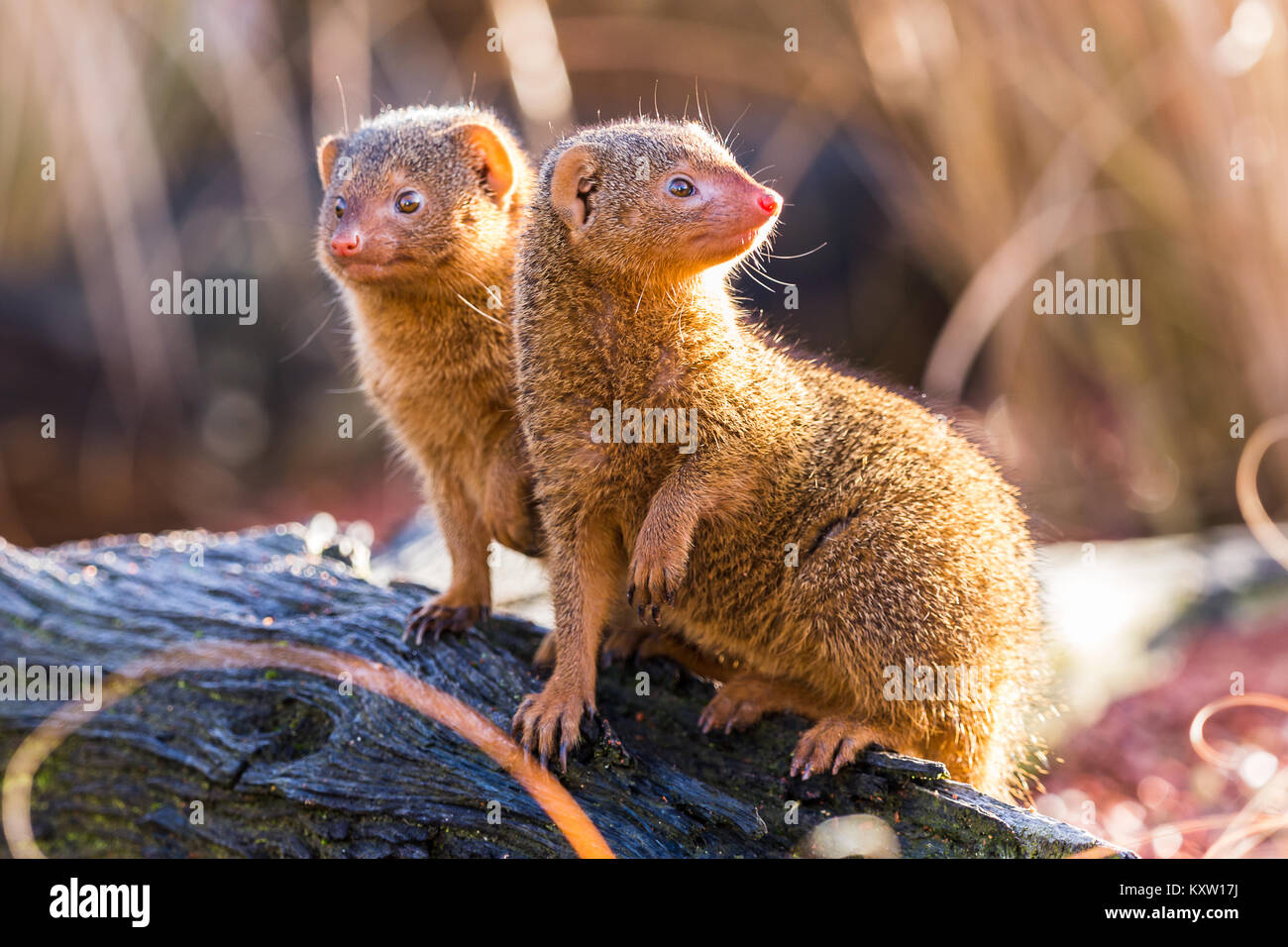 Two inquisitive Common dwarf mongooses look in opposite directions for ...
