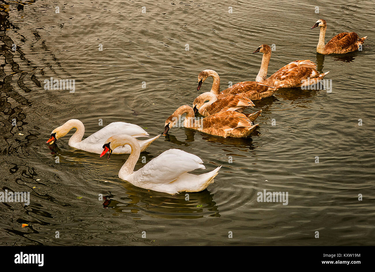Seven swans swimming hi-res stock photography and images - Alamy