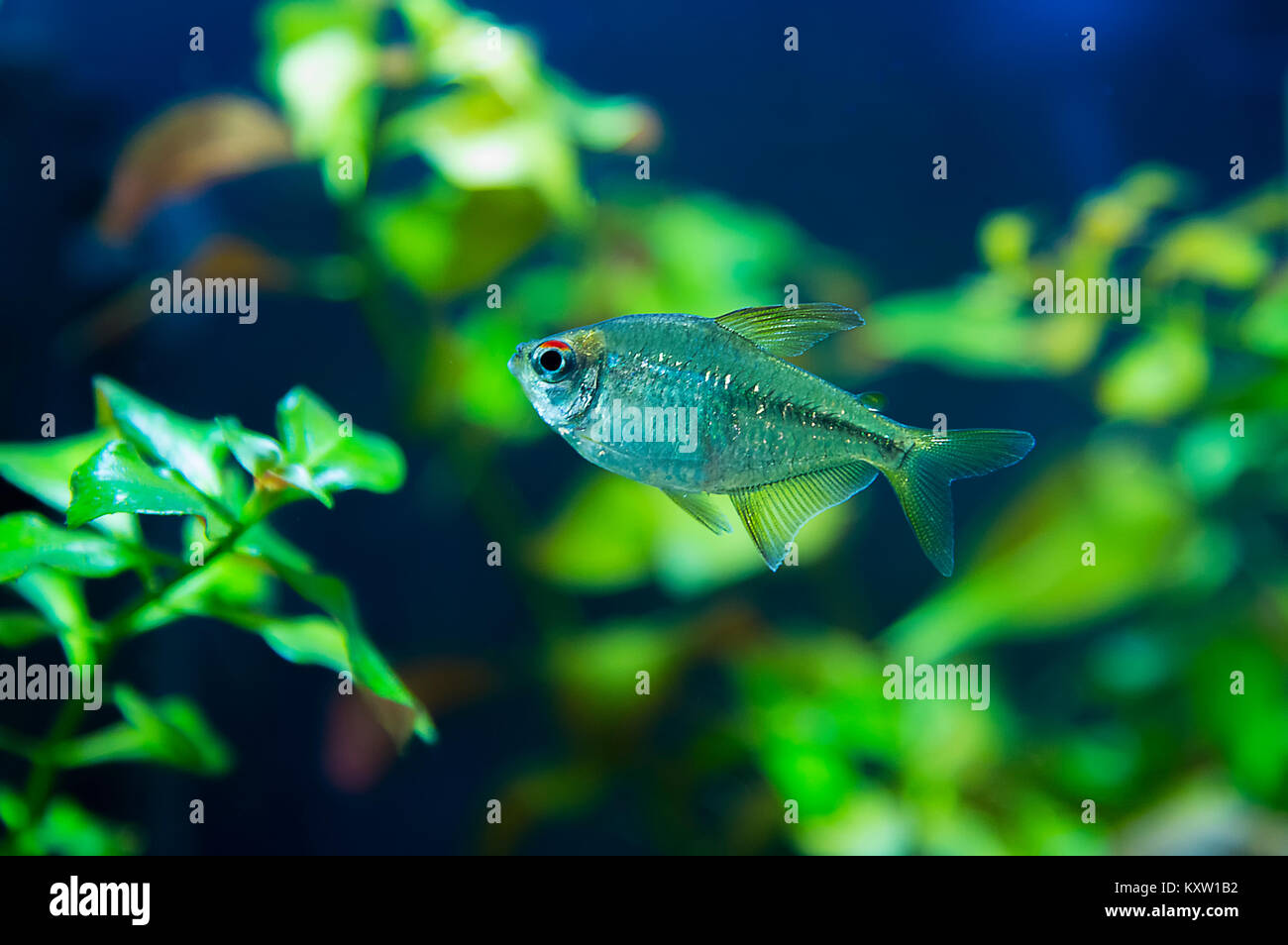 Flashlight fish hi-res stock photography and images - Alamy