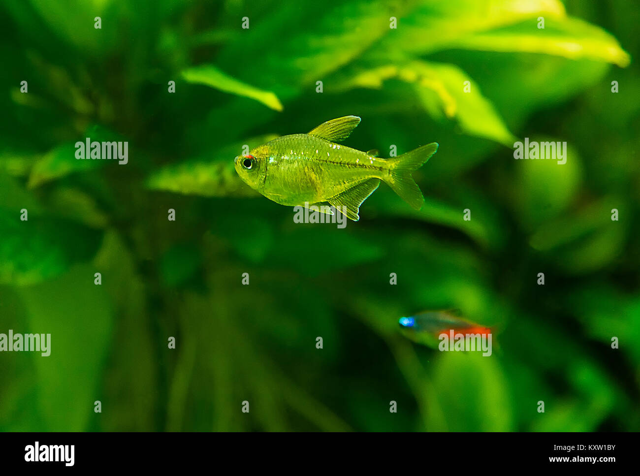 Flashlight fish hi-res stock photography and images - Alamy