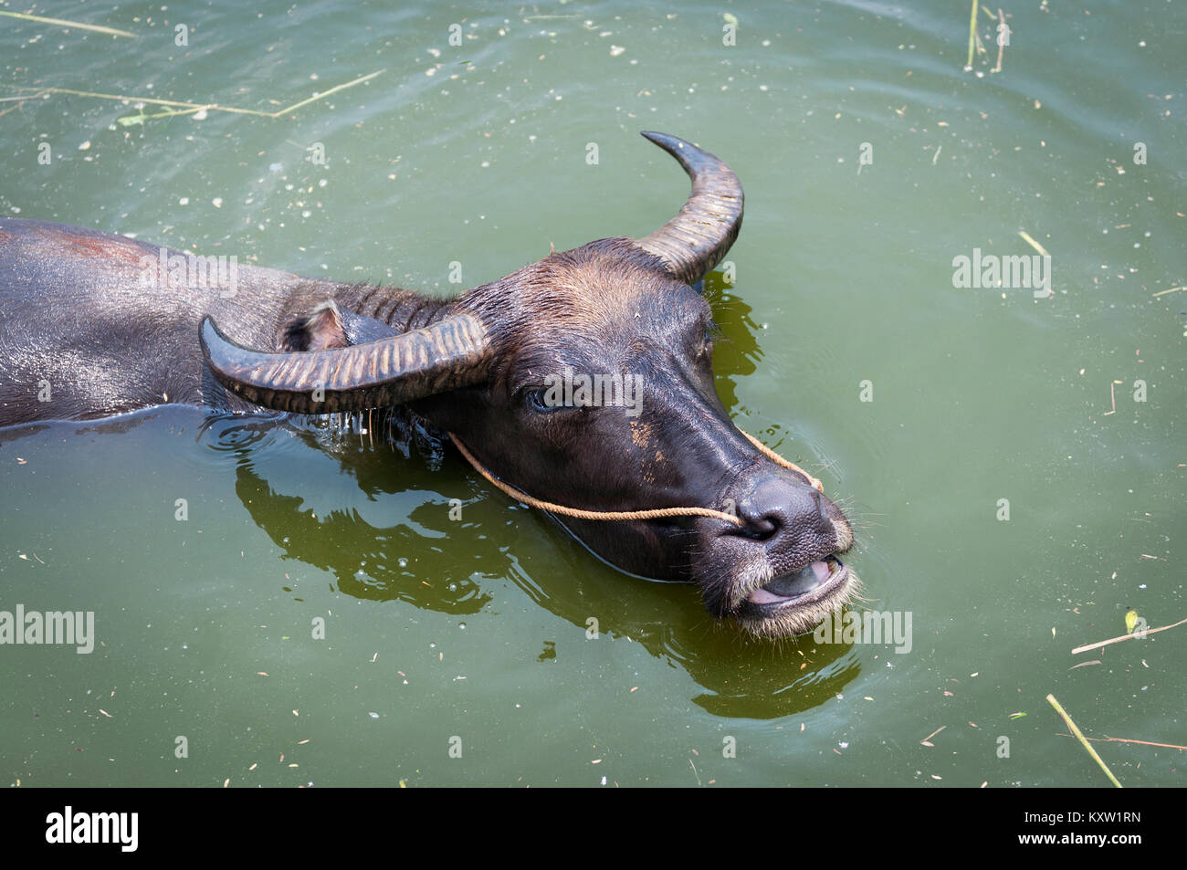 Domesticated water buffalo in Yangshuo, China Stock Photo - Alamy