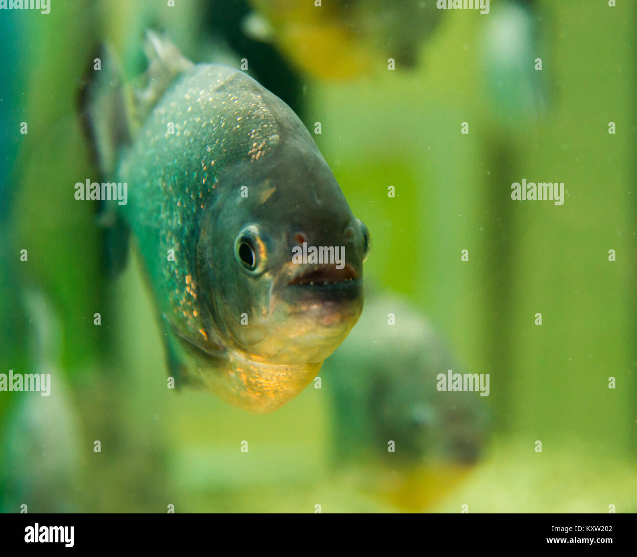 Piranha jaw hi-res stock photography and images - Alamy