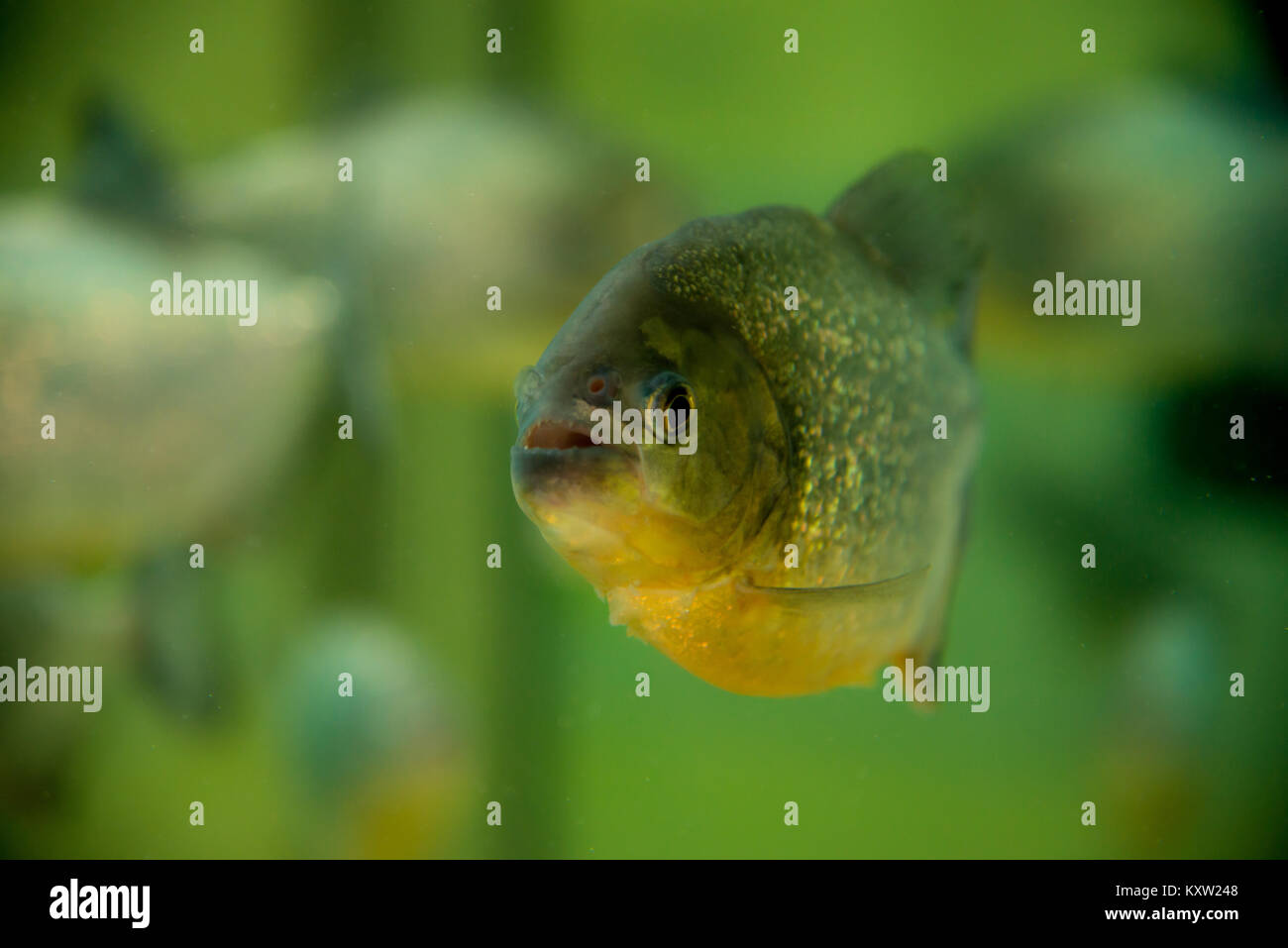 Piranha jaw hi-res stock photography and images - Alamy