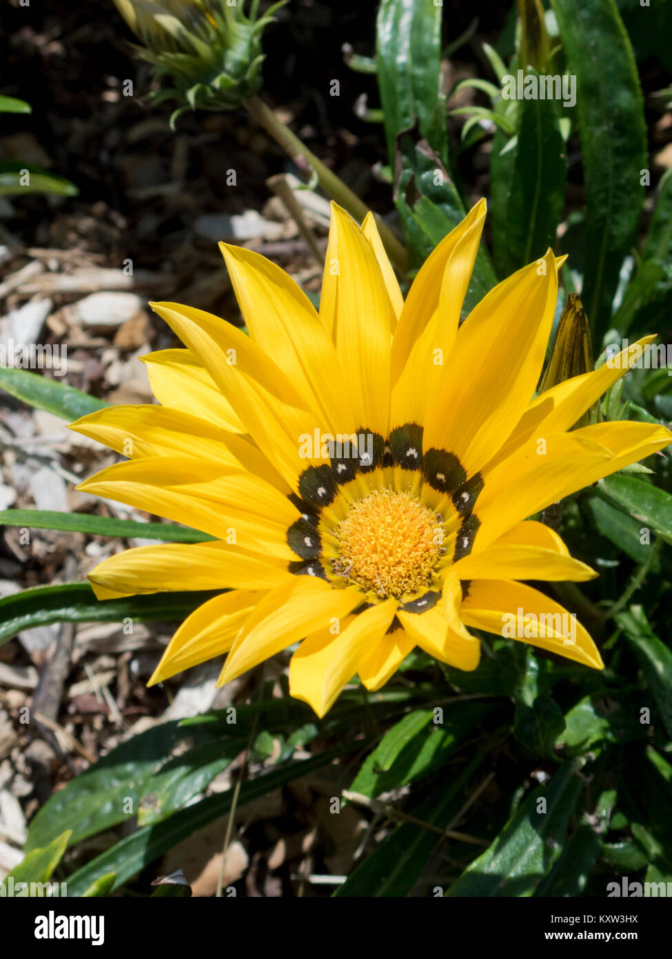 Gazania rigens, Gazania or Treasure Flower in June Stock Photo - Alamy