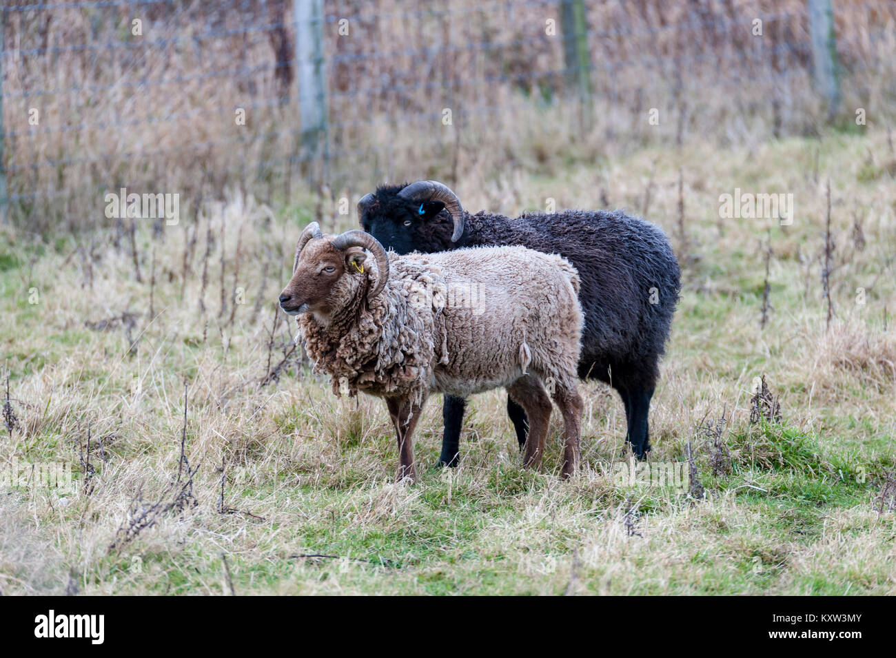 Hebridean Sheep, Widdrington, Northumberland, England, Europe Stock ...