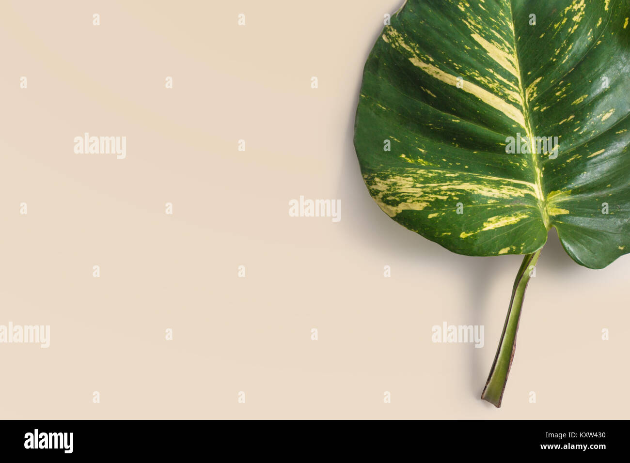 tropical leaves on pastel creme background Stock Photo - Alamy
