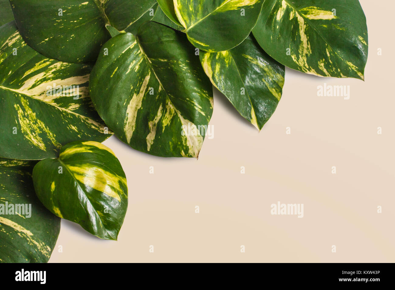 tropical leaves assorted on pastel creme background Stock Photo - Alamy