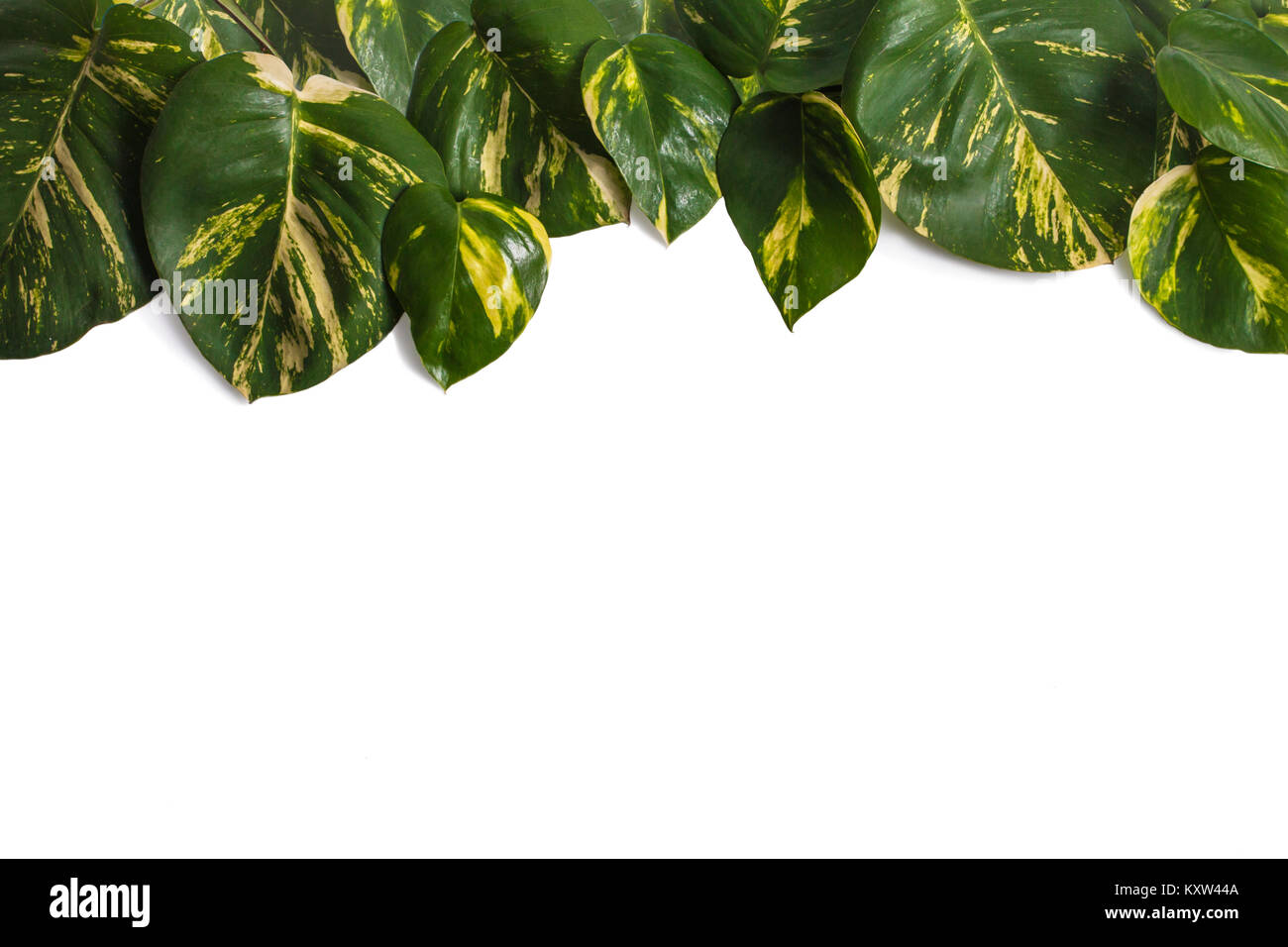 tropical leaves nature layout Stock Photo - Alamy