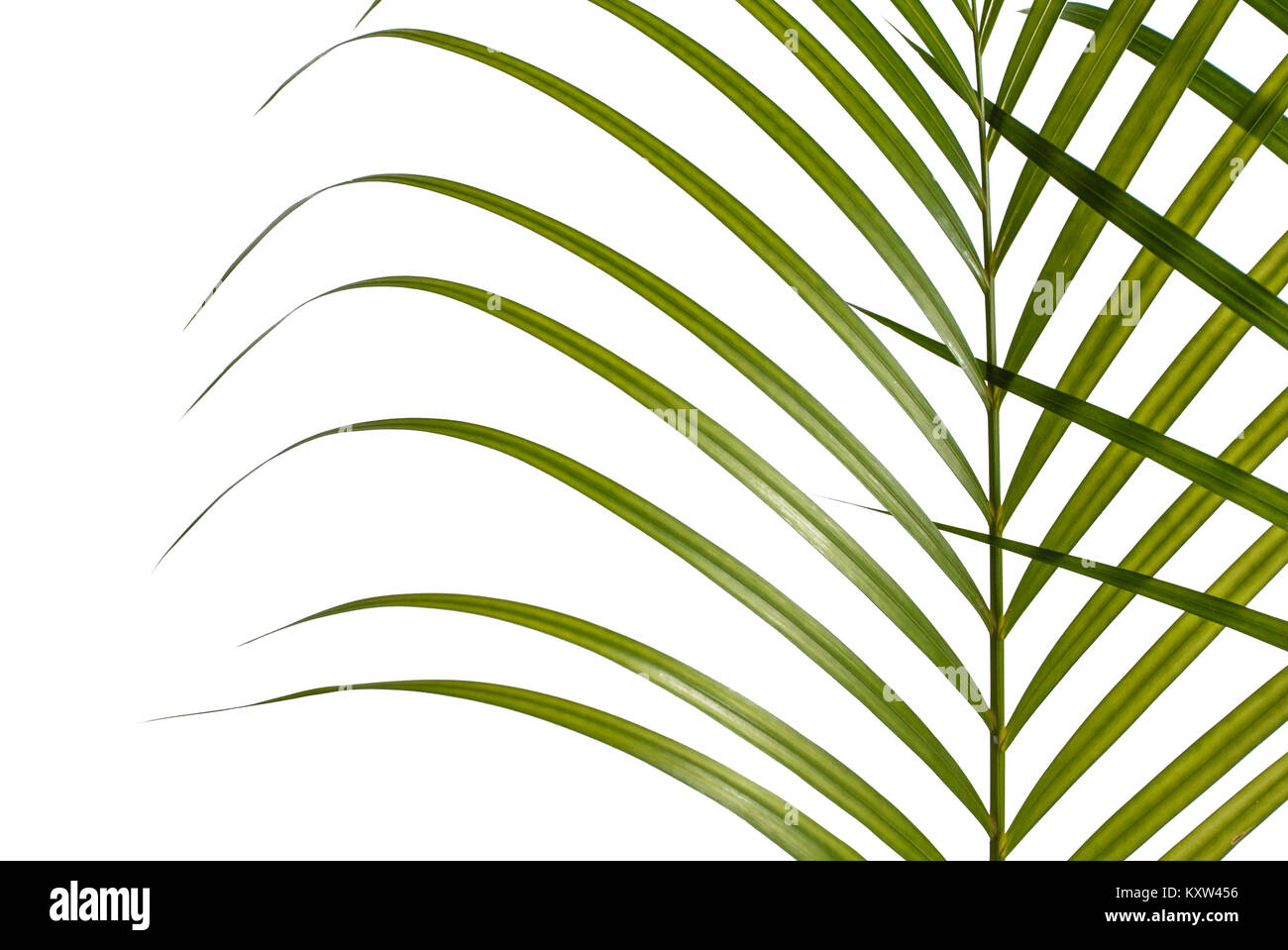 green tropical leaves of palm tree Stock Photo - Alamy