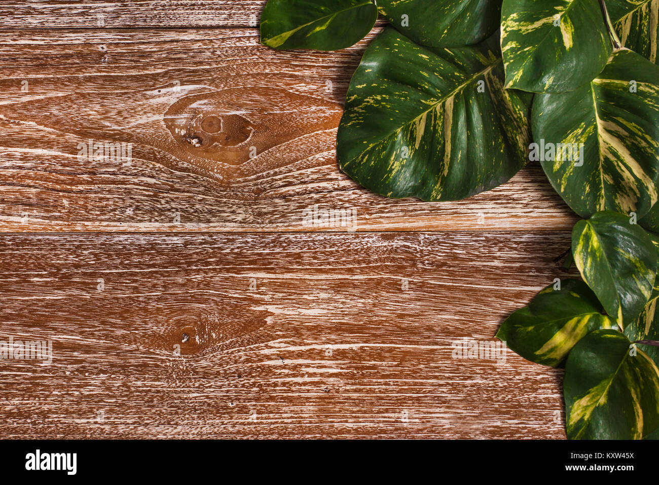 Creative tropical green leaves layout Stock Photo - Alamy