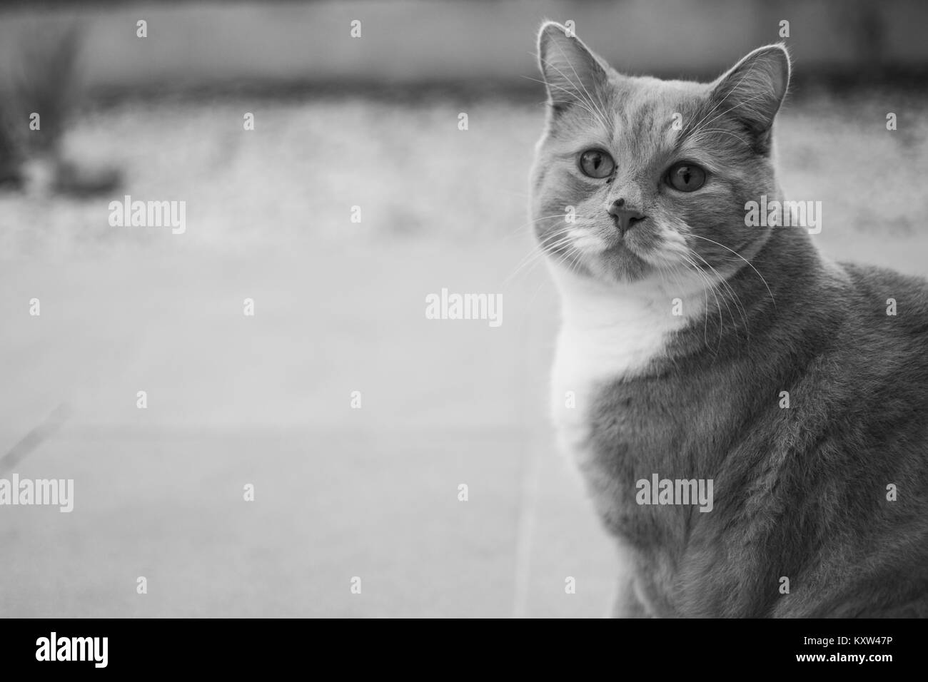 Simba.black and white Stock Photo - Alamy