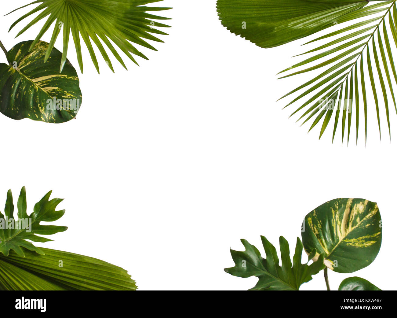 Creative nature layout made of tropical leaves Stock Photo - Alamy