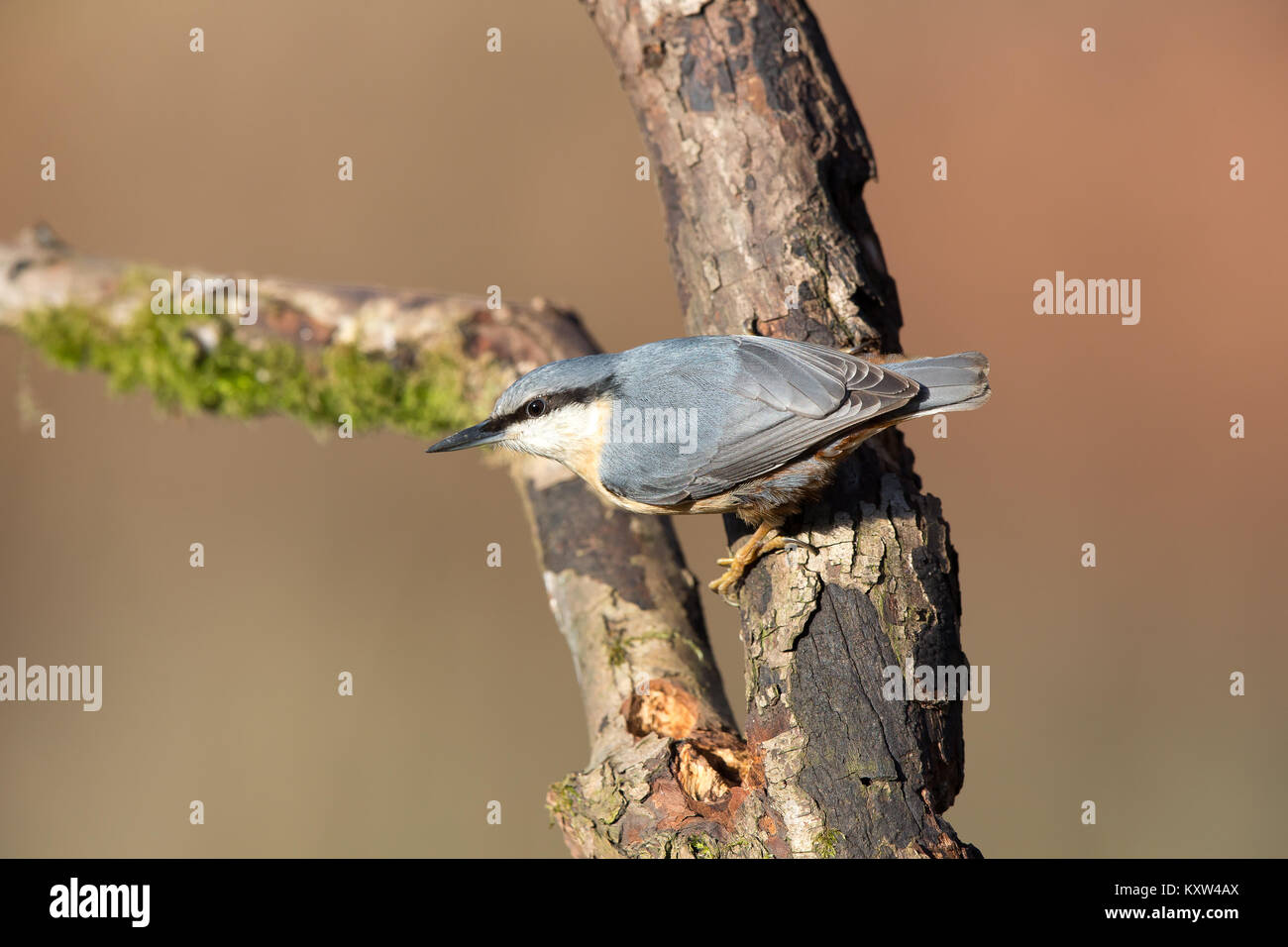 Nuthatches on branch hi-res stock photography and images - Alamy
