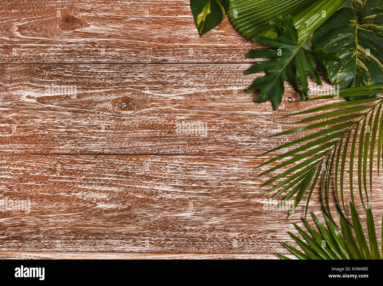 tropical leaves nature layout Stock Photo - Alamy