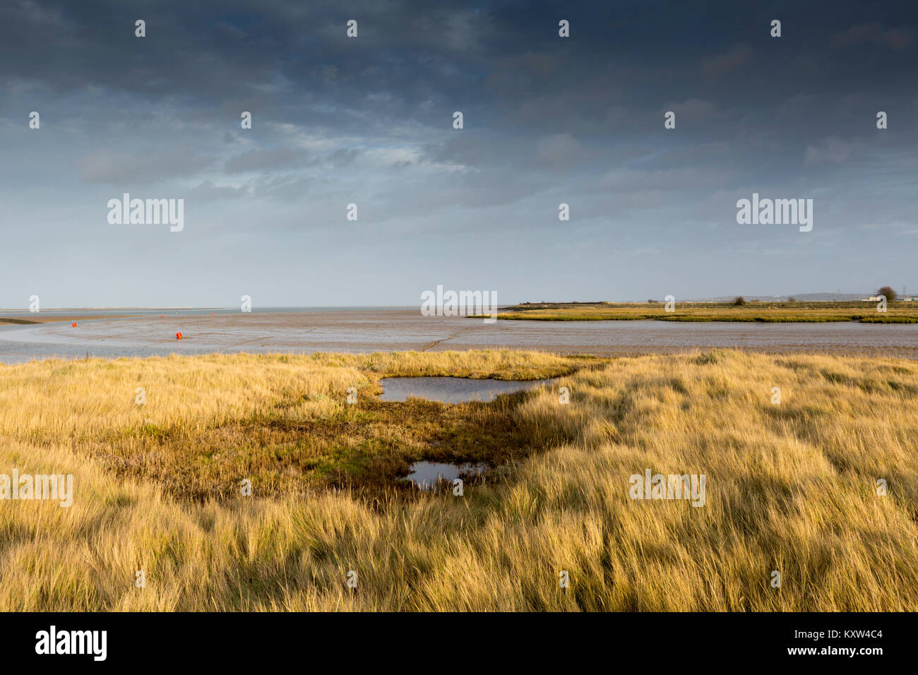 Kent wildlife nature reserve hi-res stock photography and images - Alamy