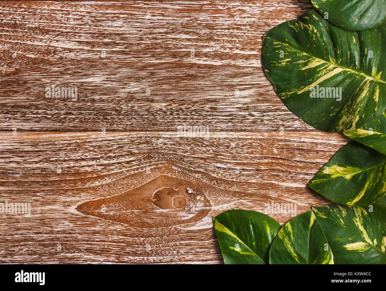 tropical leaves nature layout Stock Photo - Alamy