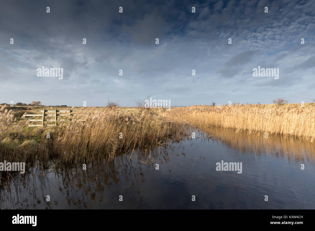 Late afternoon sunlight on the reeds which are reflected in a canal at ...