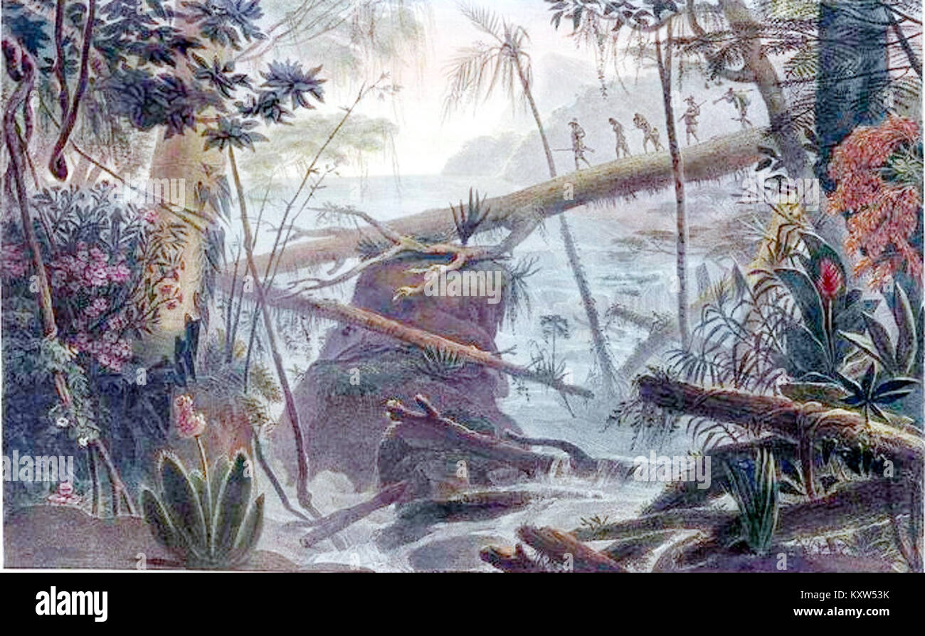 A landscape artwork titled 'Forêt Vierge – Les Bords du Parahiba ...