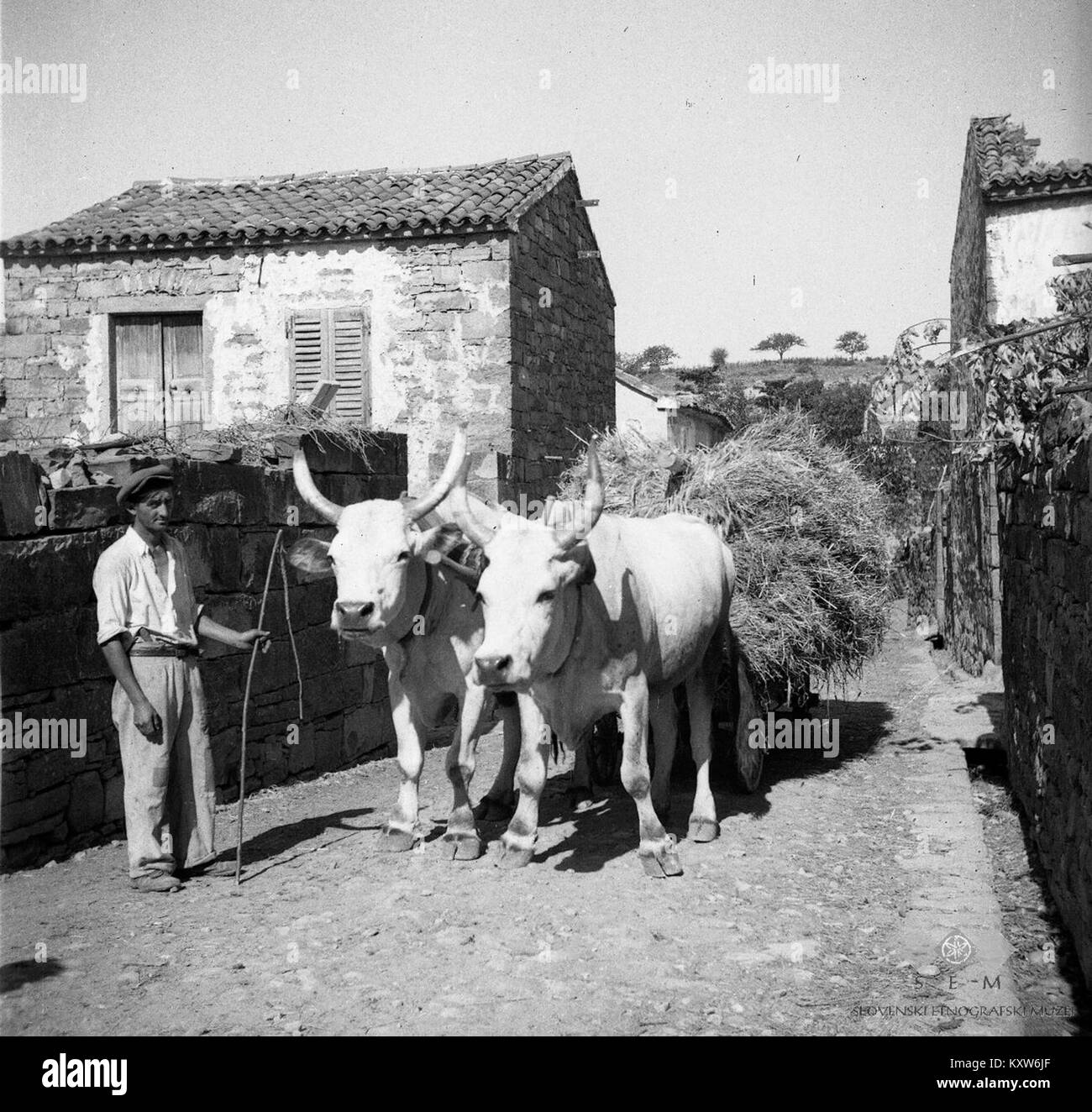 Driving oxen Black and White Stock Photos & Images - Alamy