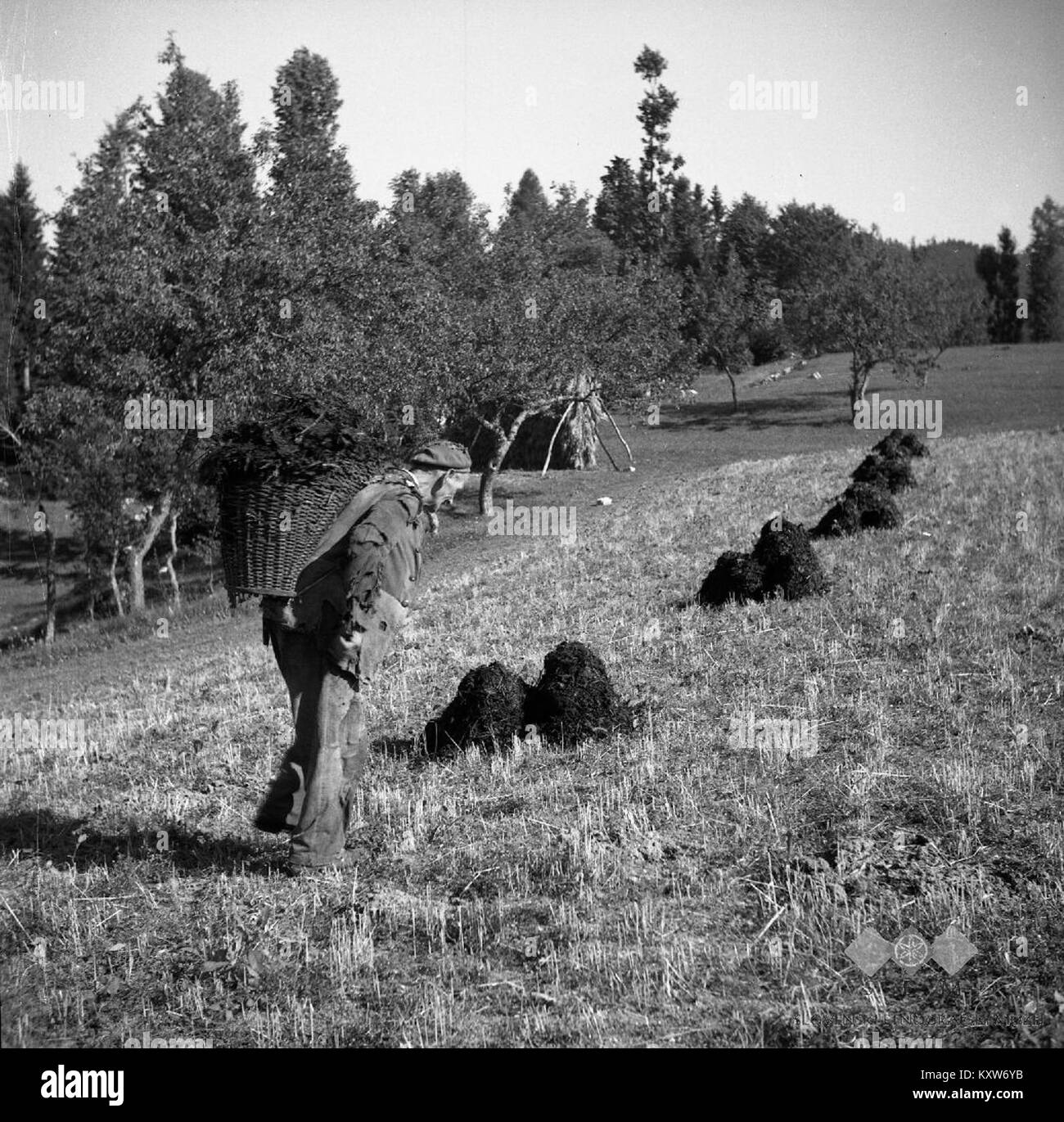A 1954 photograph depicting a man transporting manure in a cart to a ...