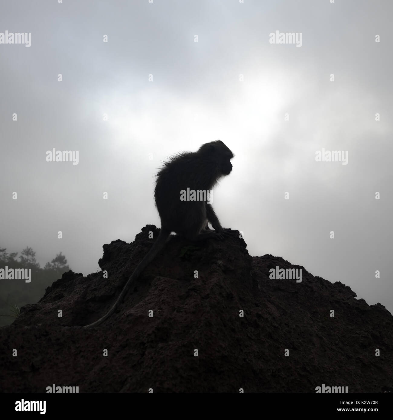 Monkey sitting on a stone hi-res stock photography and images - Alamy