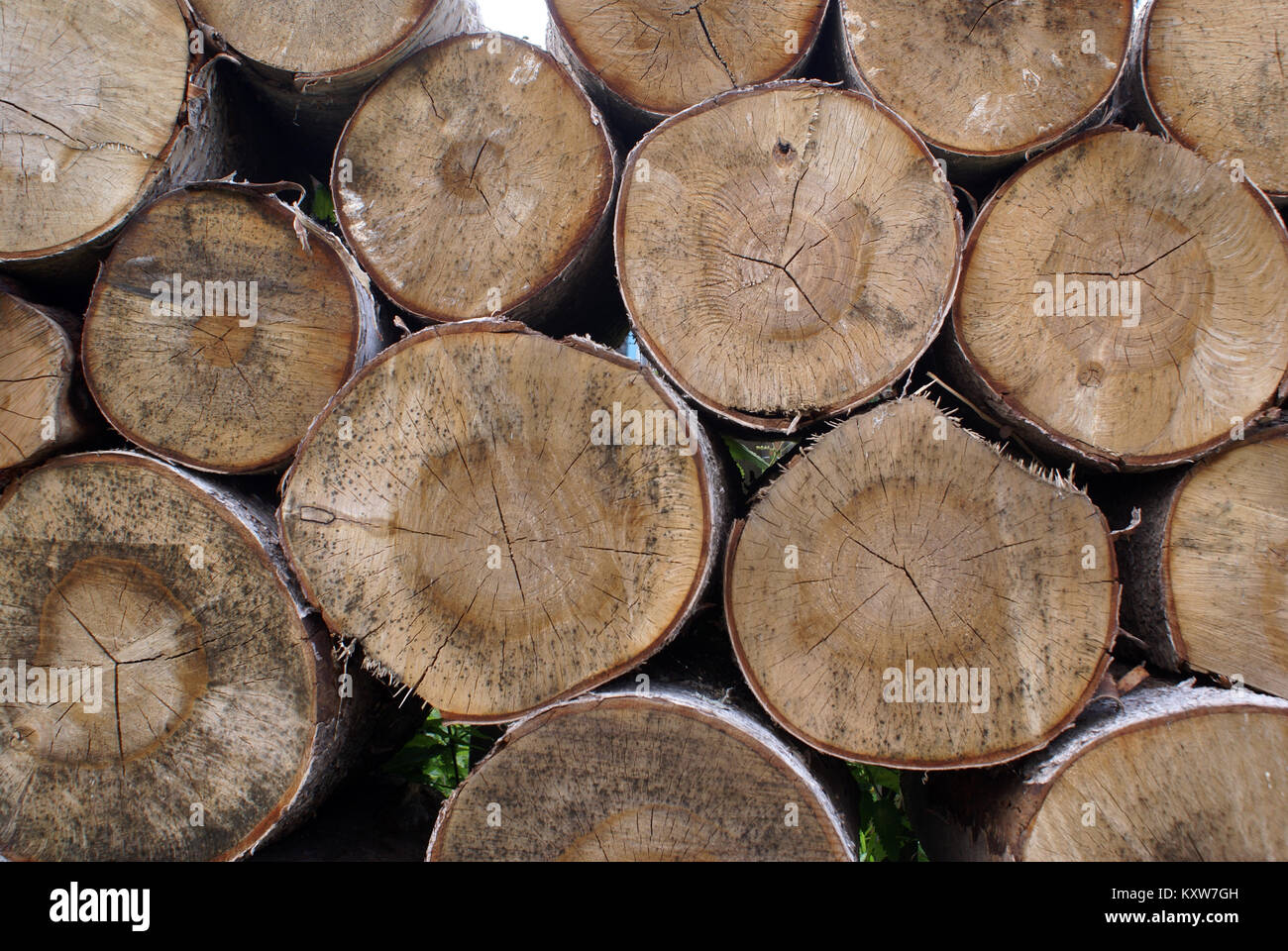 Large log birch firewood hi-res stock photography and images - Alamy