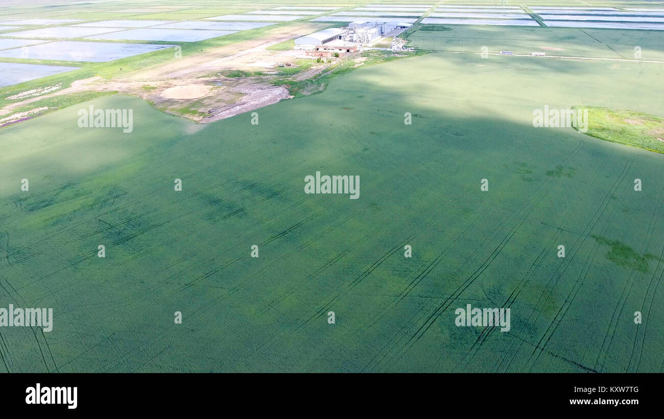 Plant for the drying and storage of grain. Rice plant in the middle of ...
