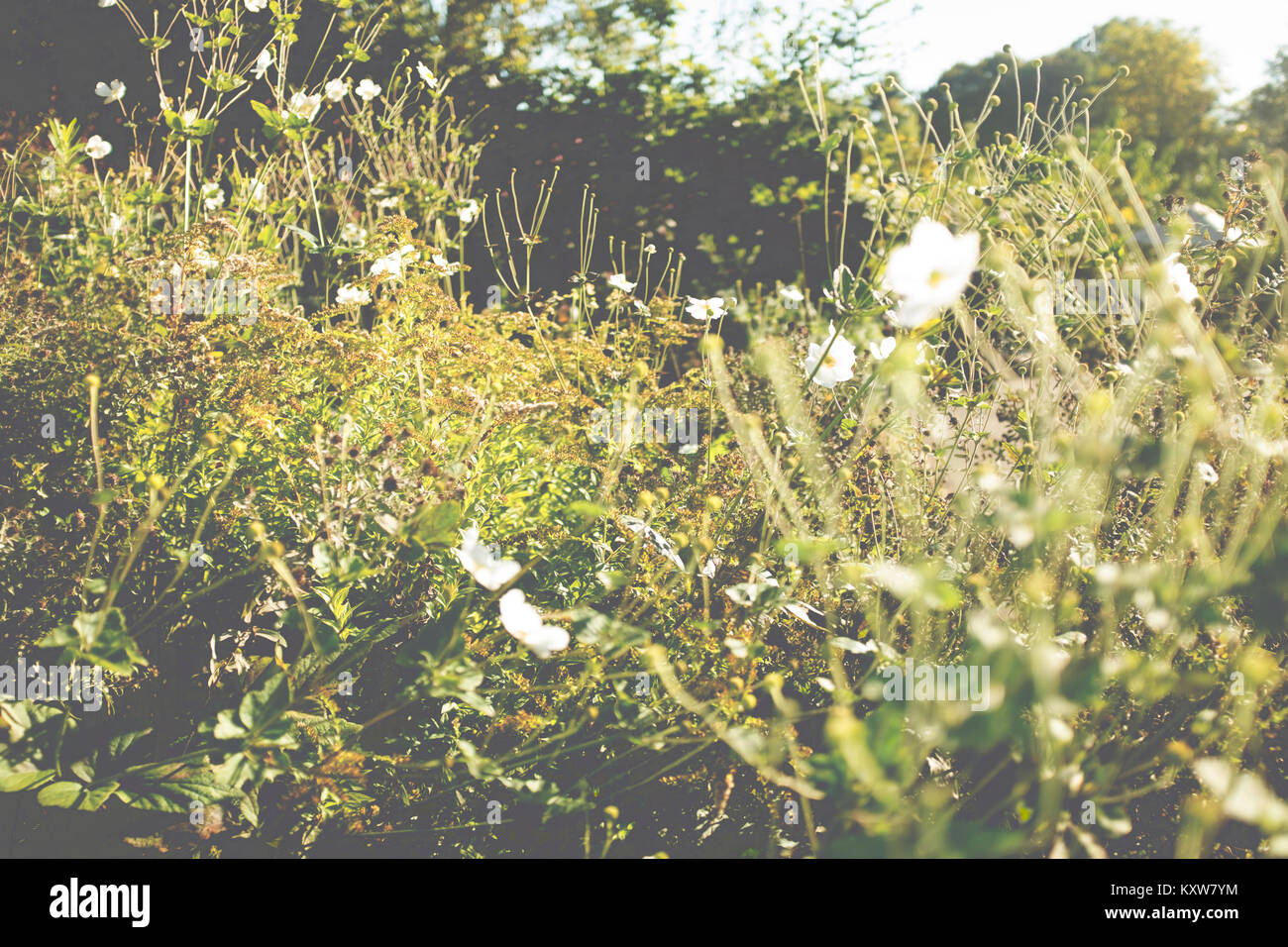 White flowers in field with vintage look Stock Photo - Alamy