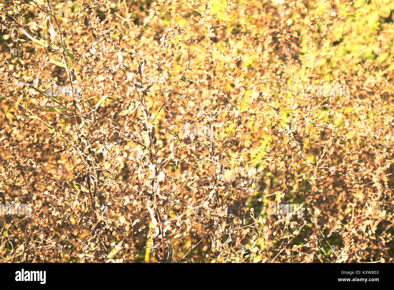 Renewaal hi-res stock photography and images - Alamy