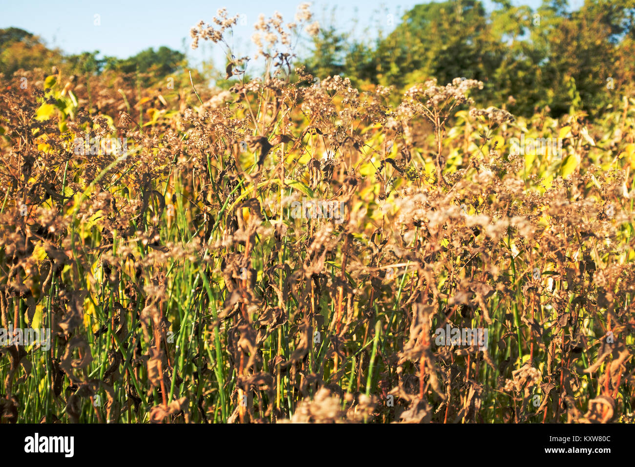 Dying plant hi-res stock photography and images - Alamy