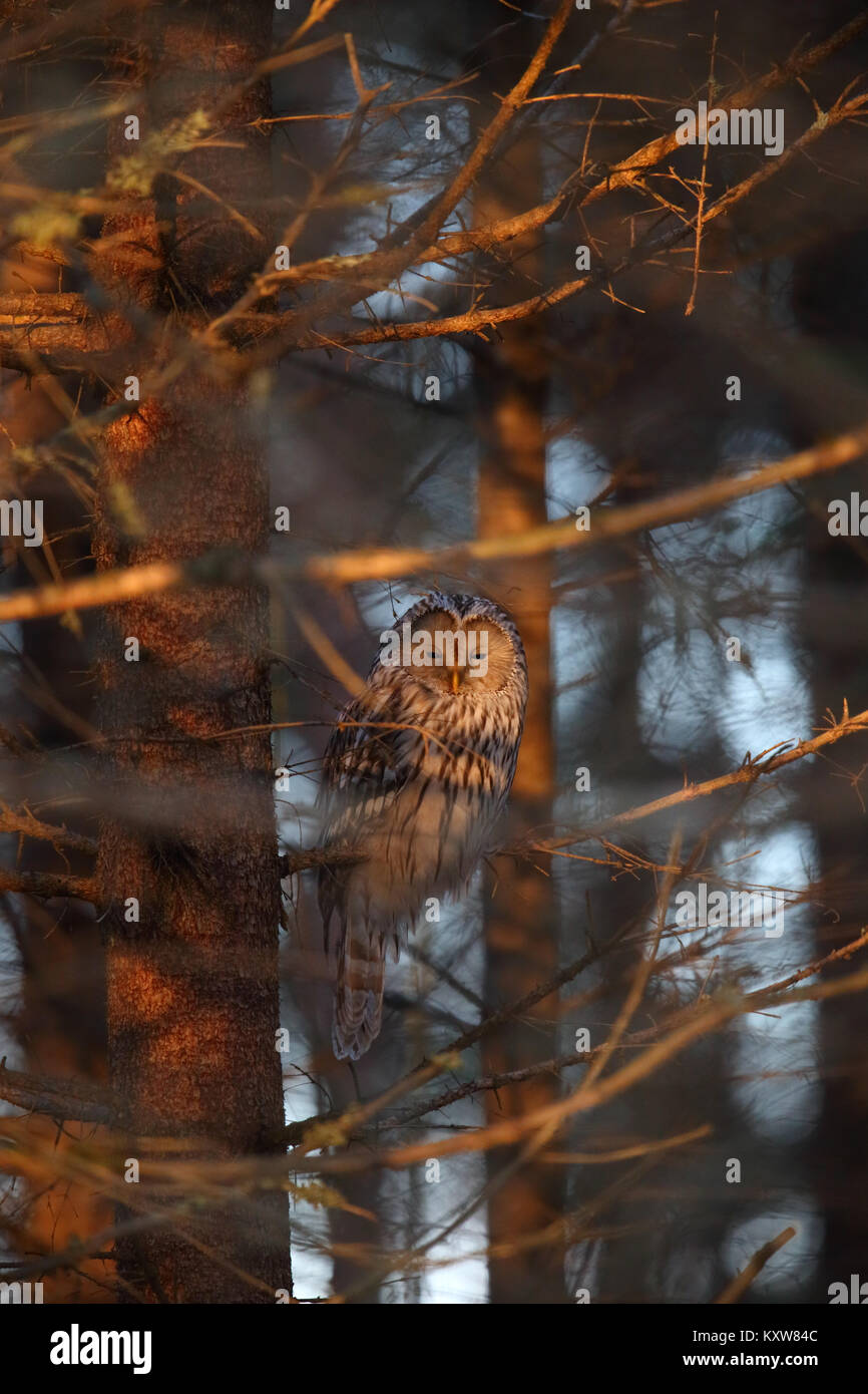 Portrait of wild Ural Owl (Strix uralensis) in last light. Europe Stock ...