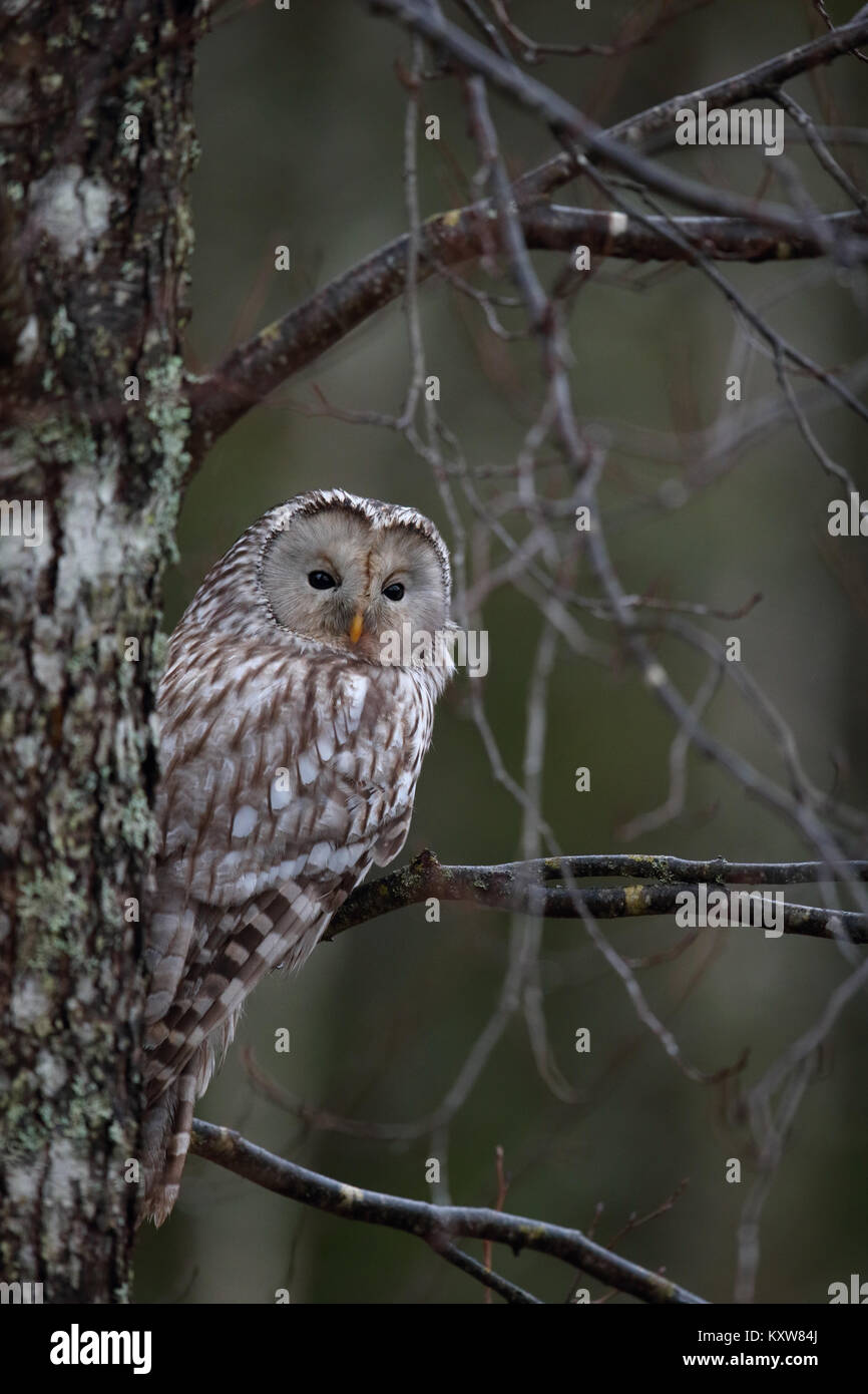 Wild Ural Owl (Strix uralensis), Europe Stock Photo - Alamy