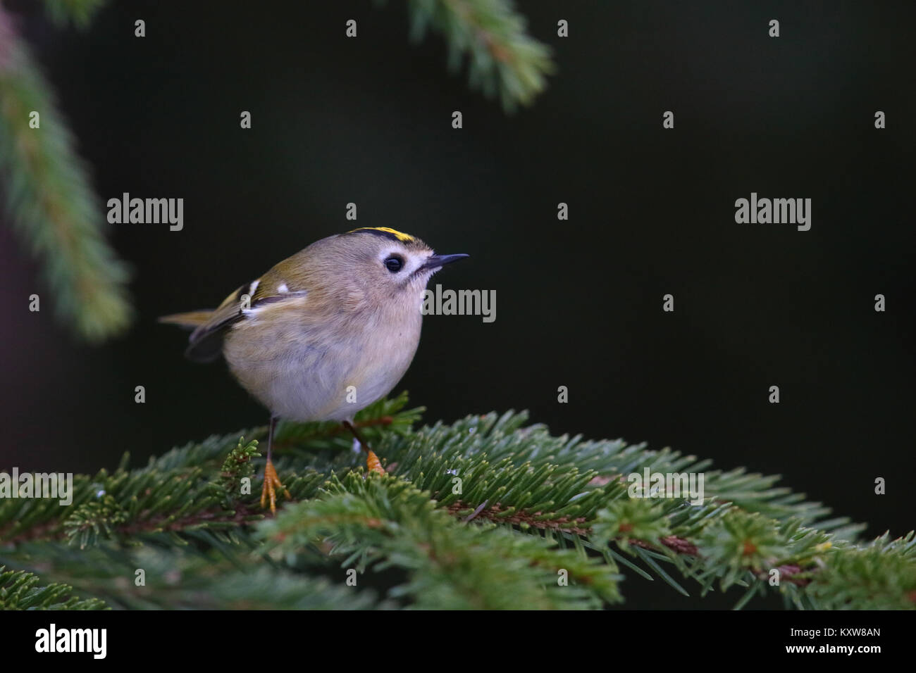Goldcrest Bird Stock Photos & Goldcrest Bird Stock Images - Alamy