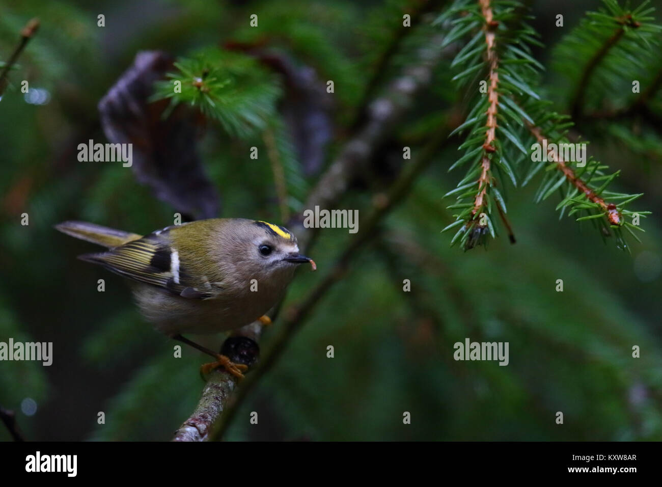 Goldcrest (Regulus regulus), Europe Stock Photo - Alamy