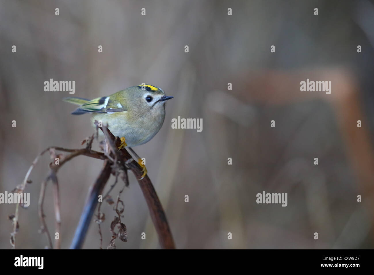 Goldcrest bird hi-res stock photography and images - Alamy