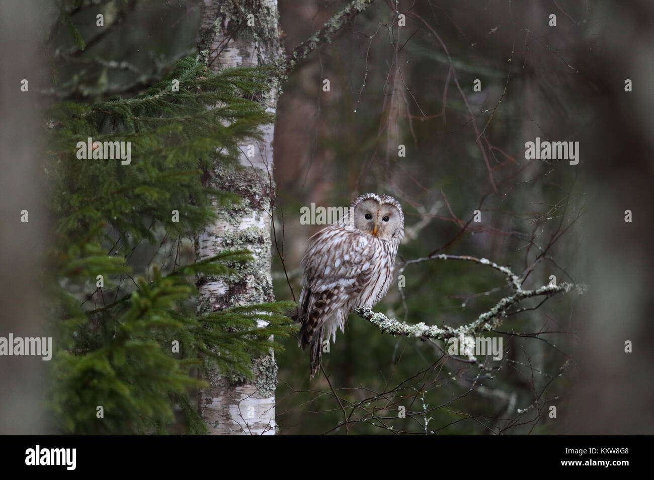 Wild Ural Owl (Strix uralensis), Europe Stock Photo - Alamy