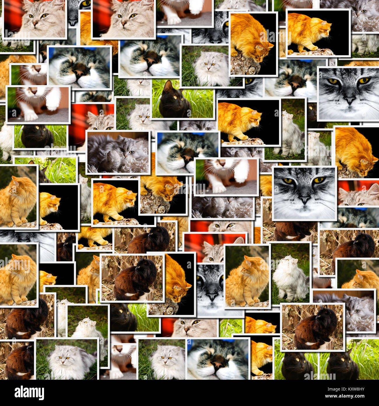 Collage several cats pictures Stock Photo - Alamy