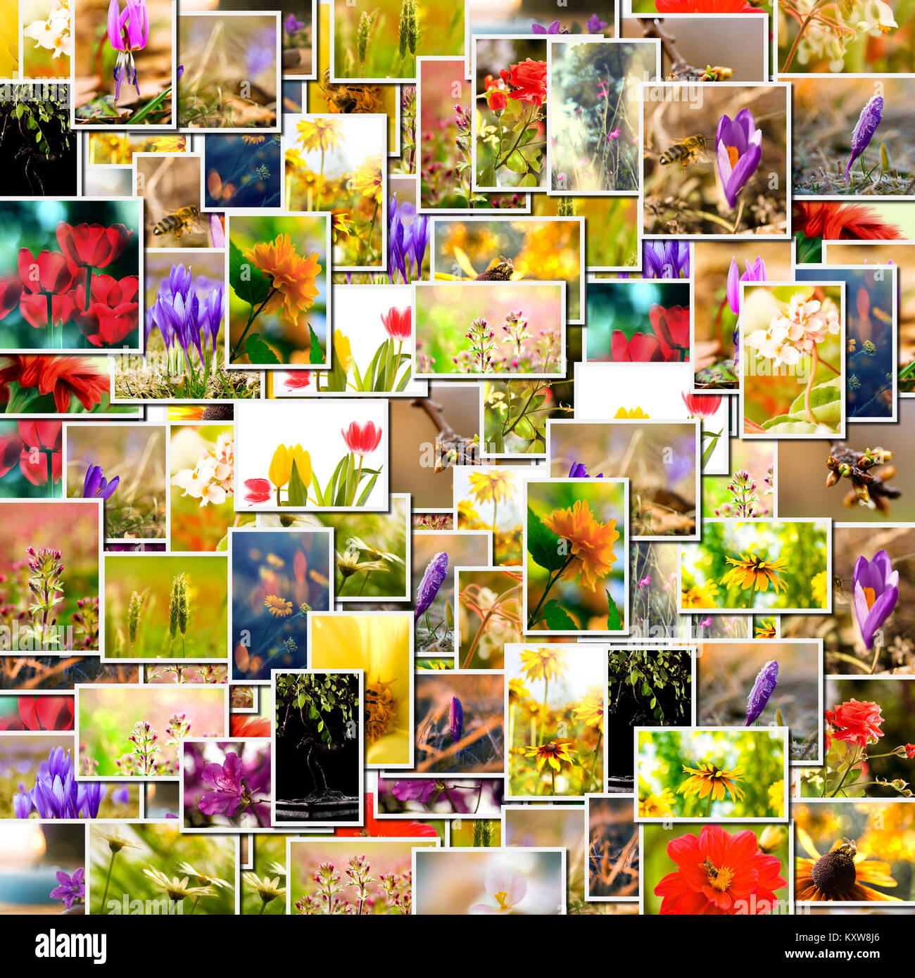 Flower collage. spring background, floral montage from several images ...