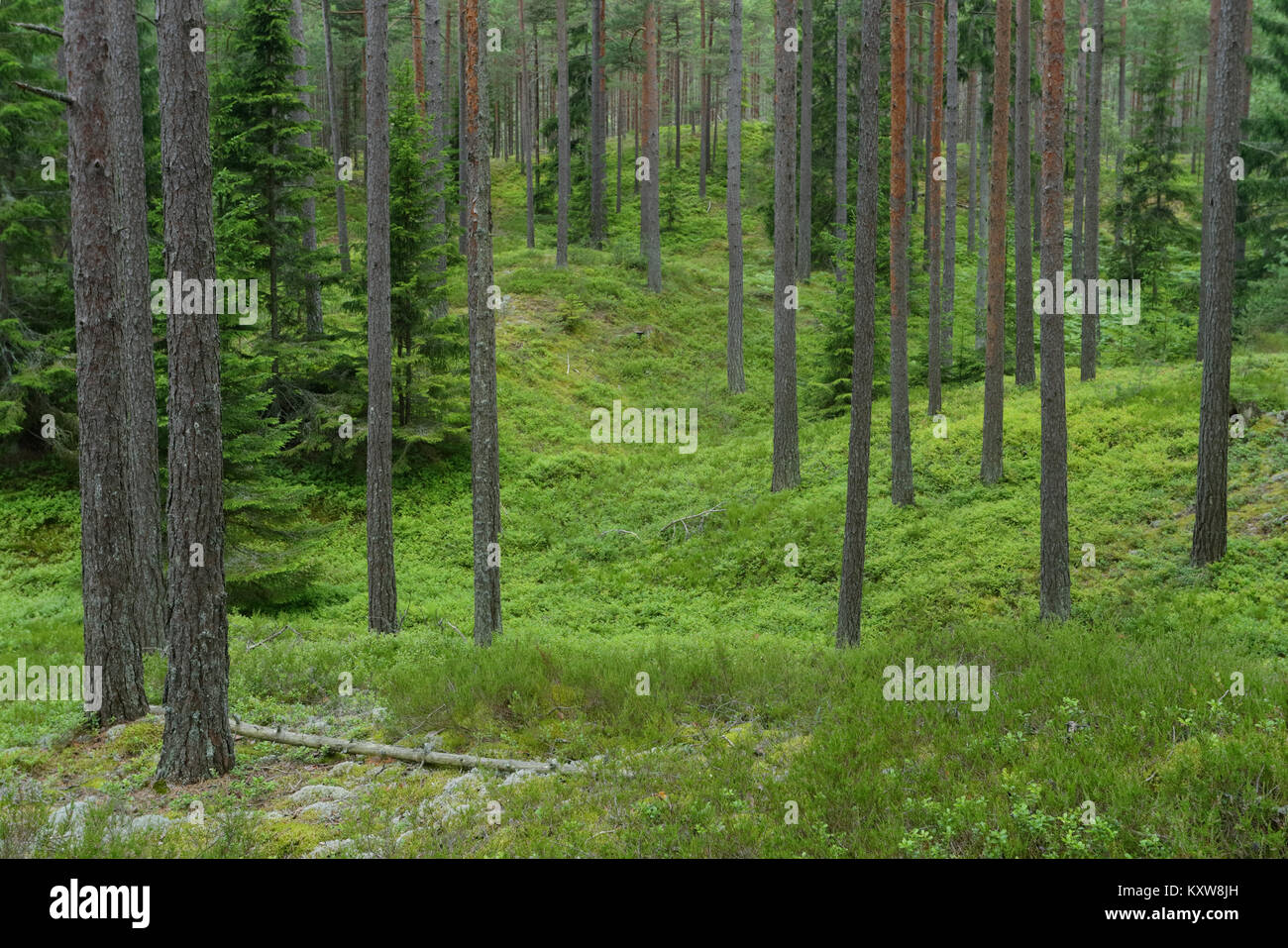 Estonia green hi-res stock photography and images - Alamy