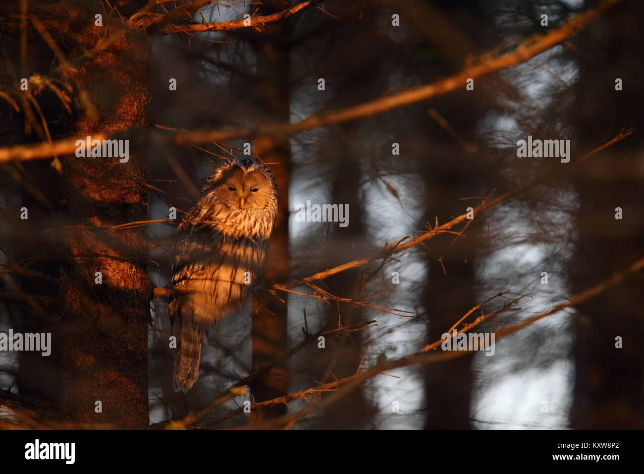 Portrait of wild Ural Owl (Strix uralensis) in last light. Europe Stock ...
